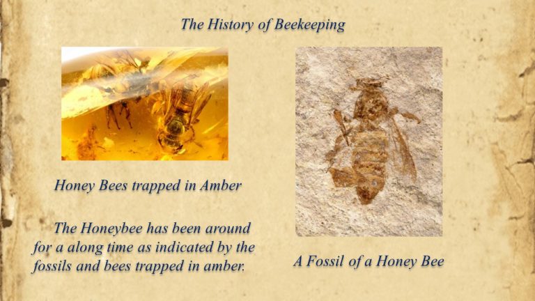 The+History+of+Beekeeping - Природен мед